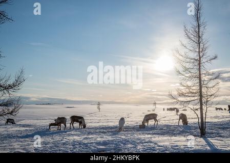 Reindeers of Nenet people on a snow-white tundra landscape. Yamalo ...