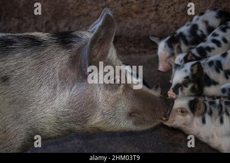 Baby pigs next to their mother at the Sty Farm Stock Photo - Alamy