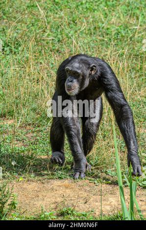 Chimpanzee (Pan troglodytes), La Vallee Des Singes Primate Center ...