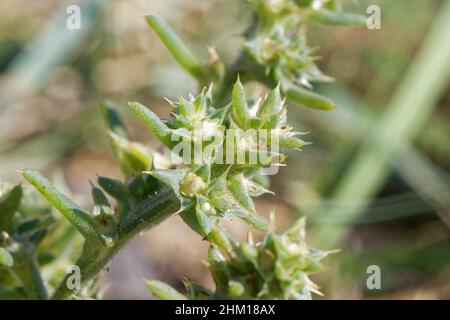 Prickly saltwort (Salsola kali) clumps flowering on upper shore ...