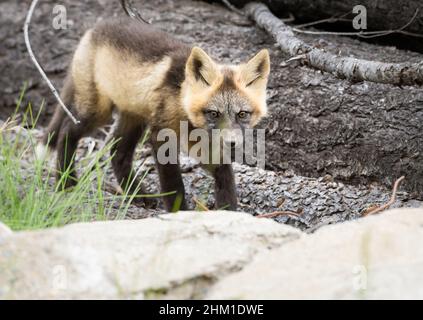 Cross fox kit in the wild Stock Photo - Alamy