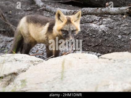 Cross fox kit in the wild Stock Photo - Alamy