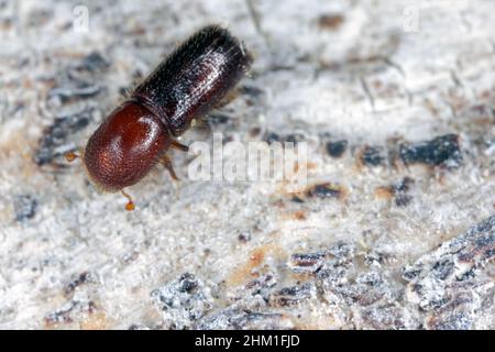 Ambrosia beetle, Xyleborus monographus on wood. High macro ...