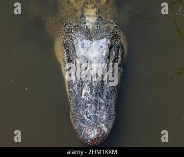 American Alligator Head sitting above the water in a swamp Stock Photo ...