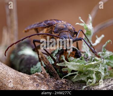 Huhu beetle, a longhorn beetle endemic to Aotearoa / New Zealand Stock ...