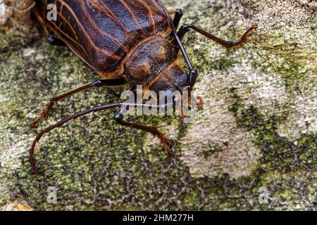 Huhu beetle, a longhorn beetle endemic to Aotearoa / New Zealand Stock ...