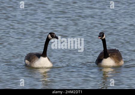 Canada Geese, Branta canadensis, honking Stock Photo - Alamy