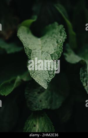 Shiny tropical palm leaf shadows on white grey ceramic beton wall ...