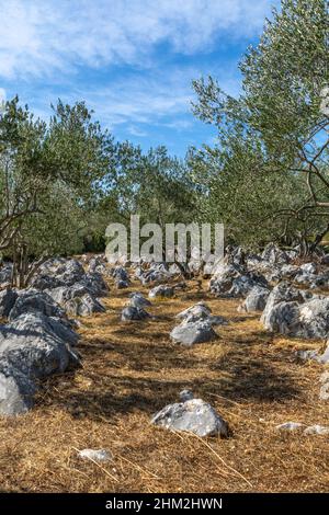 Zadar, Croatia - August 2021. idyllic ancient Mediterranean green olive ...