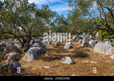 Zadar, Croatia - August 2021. idyllic ancient Mediterranean green olive ...