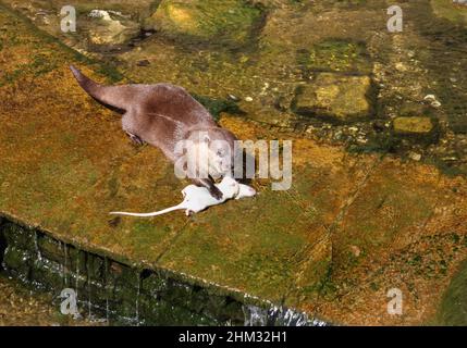 Eurasian otters eating rats at Tropical Butterfly House, Anston, South ...