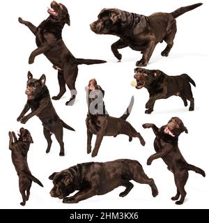 Set of images of chocolate color dog, american bulldog isolated over ...