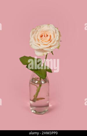 Beautiful single rose flower in glass vase with water on pink ...