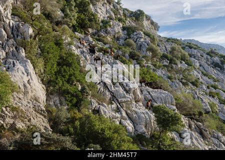 Herd of wild goats, Alcanella, Mallorca, Balearic Islands, Spain ...