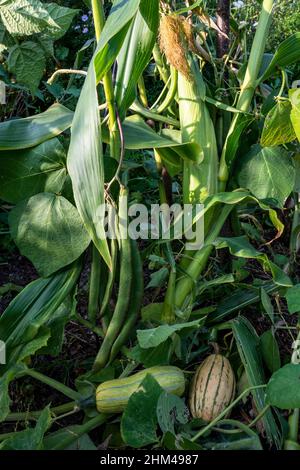 How to plant the "Three sisters" method with runner beans, sweet corn ...
