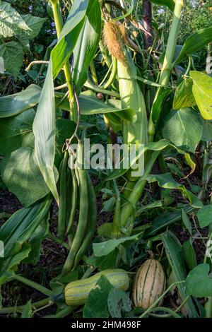 How to plant the "Three sisters" method with runner beans, sweet corn ...