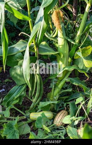 How to plant the "Three sisters" method with runner beans, sweet corn ...