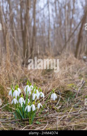 Snowdrops, Podyji, Southern Moravia, Czech Republic Stock Photo - Alamy