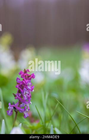 Hollow smokestack (Corydalis cava), spring forest, Southern Moravia ...