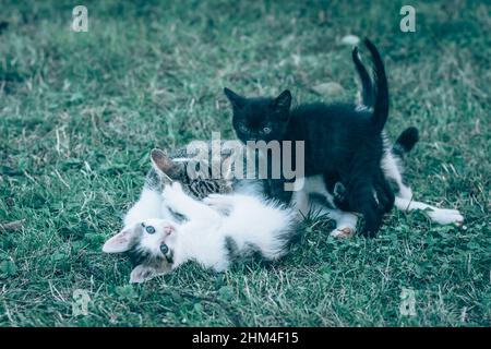 cat having fun with cat babies in the garden Stock Photo - Alamy