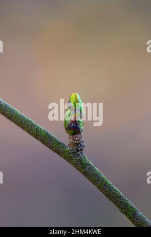 Betula pubescens bud Stock Photo - Alamy