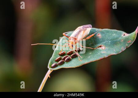 Chongqing rural ecological - bugs and eggs Stock Photo - Alamy