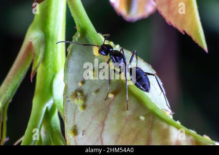 Chongqing mountain ecological - ants Stock Photo - Alamy