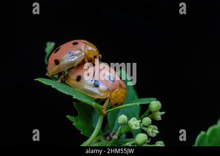 Chongqing mountain ecological - ladybug Stock Photo - Alamy