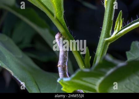 Chongqing mountain ecological - caterpillar Stock Photo - Alamy