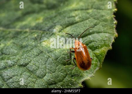 Chongqing mountain ecological - leaf beetle Stock Photo - Alamy