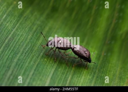 Chongqing mountain ecological - bugs Stock Photo - Alamy