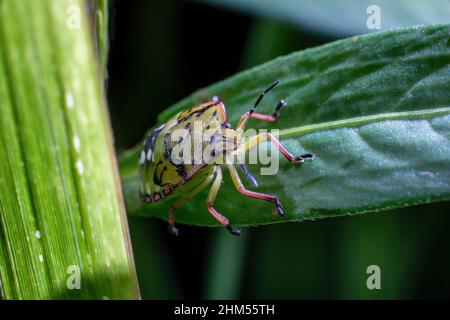 Chongqing mountain ecological - bugs Stock Photo - Alamy