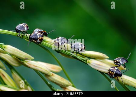 Chongqing mountain ecological - bugs Stock Photo - Alamy