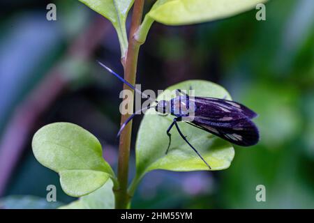 Chongqing mountain ecological - spot moth Stock Photo - Alamy