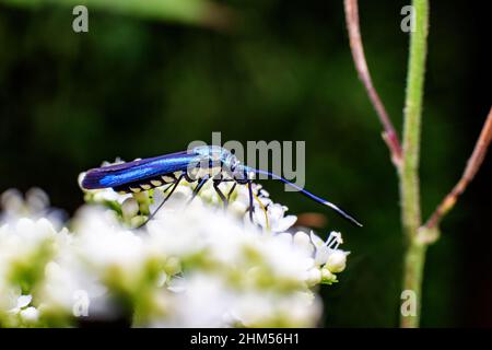 Chongqing mountain ecological - moth Stock Photo - Alamy