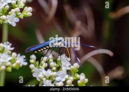 Chongqing mountain ecological - a moth Stock Photo - Alamy