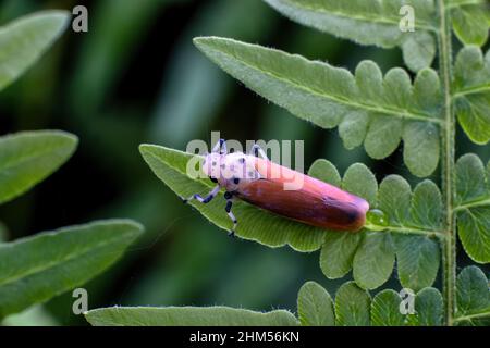 Chongqing mountain ecological - leaf hoppers Stock Photo - Alamy