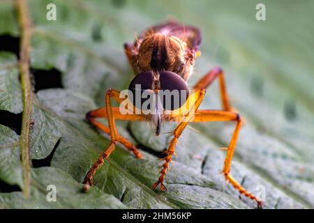 Chongqing mountain ecological - bot Stock Photo - Alamy