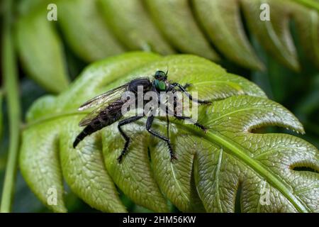Chongqing mountain ecological - fly in all directions Stock Photo - Alamy