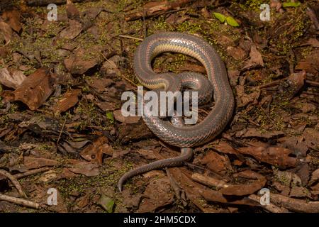 Common Rainbow Snake (Farancia erytrogramma erytrogramma) from ...