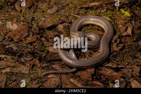 Common Rainbow Snake (Farancia erytrogramma erytrogramma) from ...