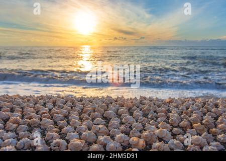 Sea skyline. Sea shells on the ocean, thrown out by the waves of the ...