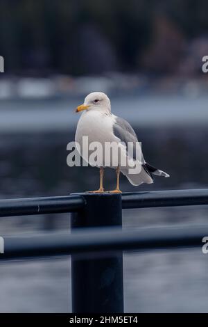 A vertical closeup shot of a seagull standing on a brick wall against ...