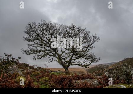A lone tree set against a moody winter sky at Wistman's Wood, Dartmoor ...