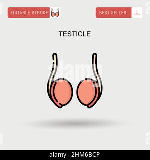Male reproductive system icon, human testicles vector. Internal anatomy ...