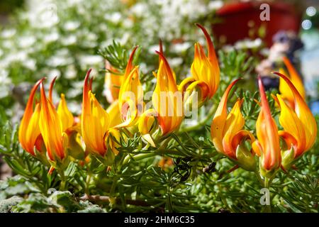 Lotus gold flash flower. Lotus maculatus growing in a pot on a patio in ...