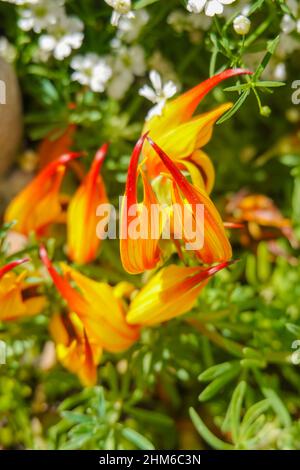 Lotus gold flash flower. Lotus maculatus growing in a pot on a patio in ...