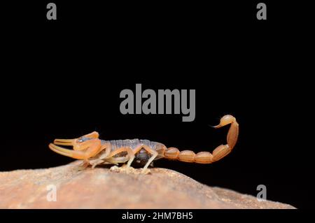 Indian red scorpion, BUTHIDAE, Hottentotta tamulus. Common. One of the ...