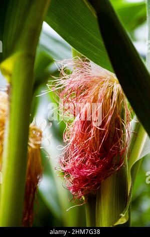 Corn pollen and silk on ear of corn. Pollination, grain farming and ...