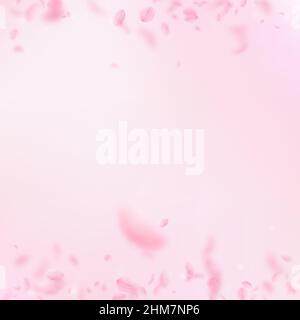 Sakura petals falling down. Romantic pink flowers corner. Flying petals ...
